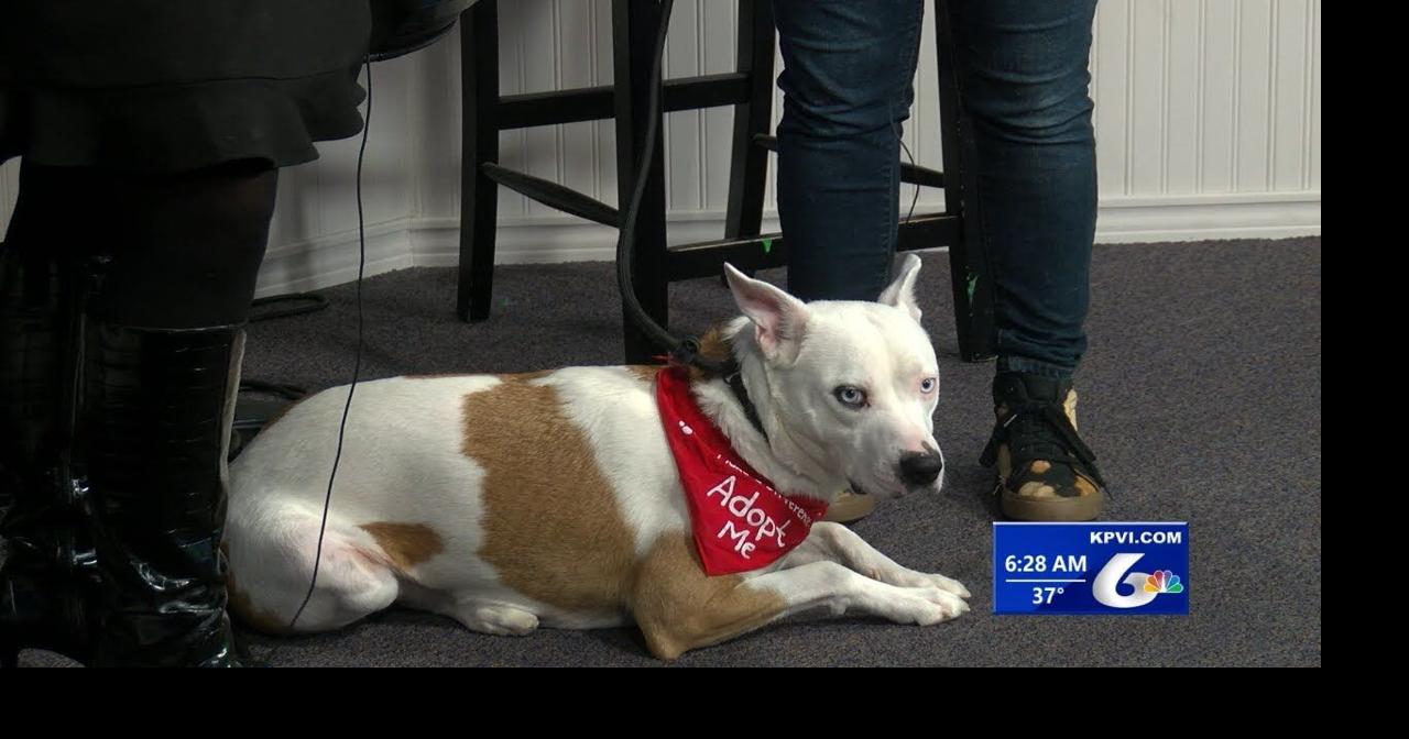 Tail-Wagger Wednesday November 2, 2022 | Local News | kpvi.com