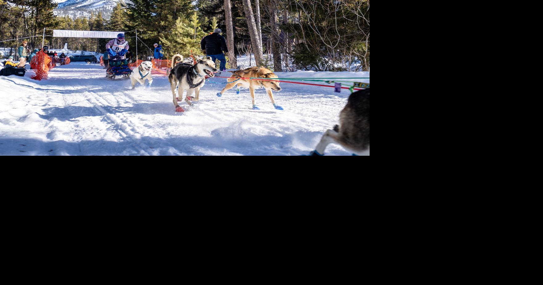 Local Dog Sled Race Canceled due to Lack of Snow | Local News | kpvi.com