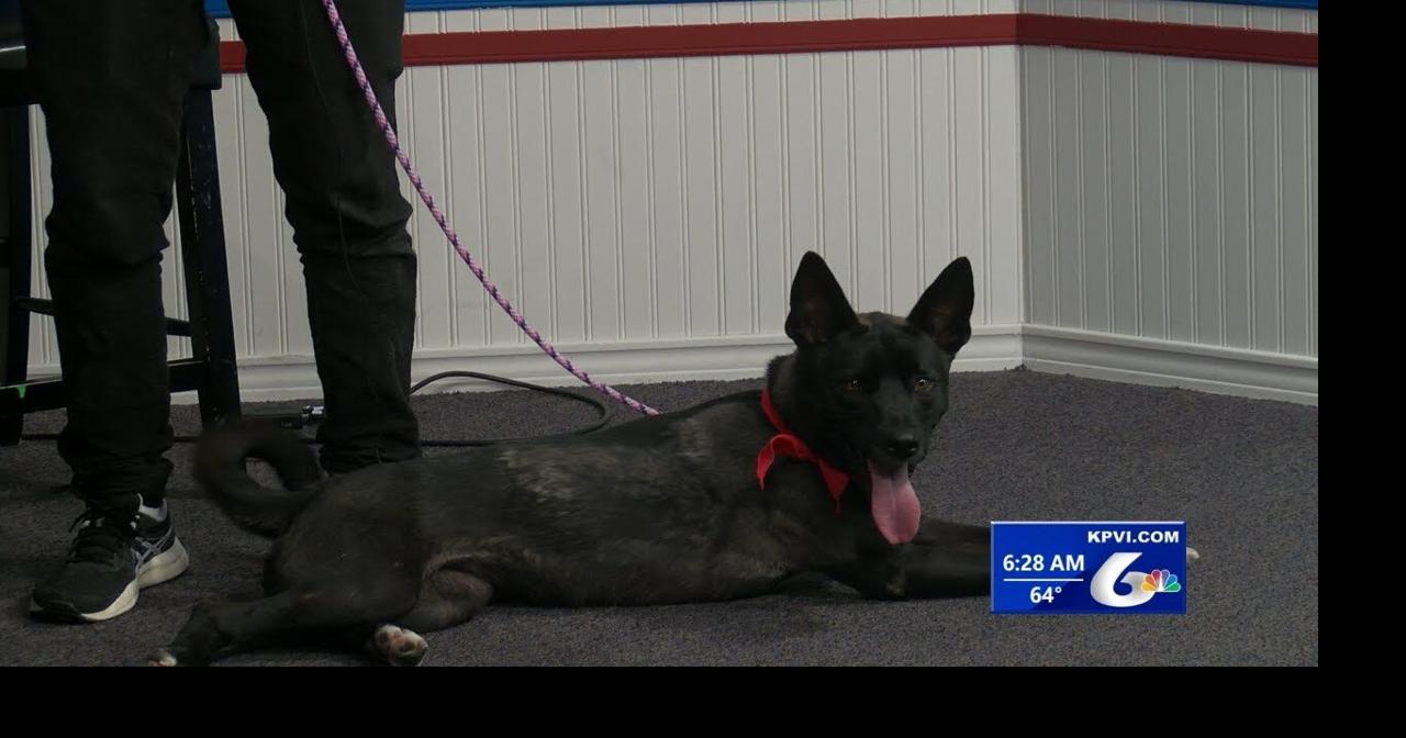 Tail-Wagger Wednesday August 2, 2023 | Local News | kpvi.com