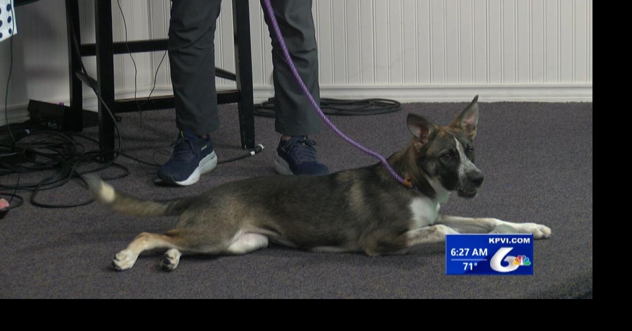 Phoenix Debuts on Tail-Wagger Wednesday | Local News | kpvi.com