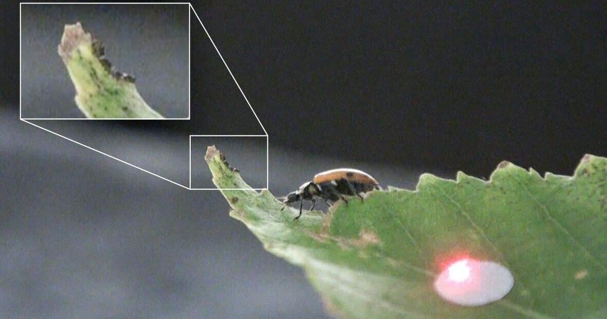Study finds day-old caterpillars can recognize a ladybug’s footsteps ...