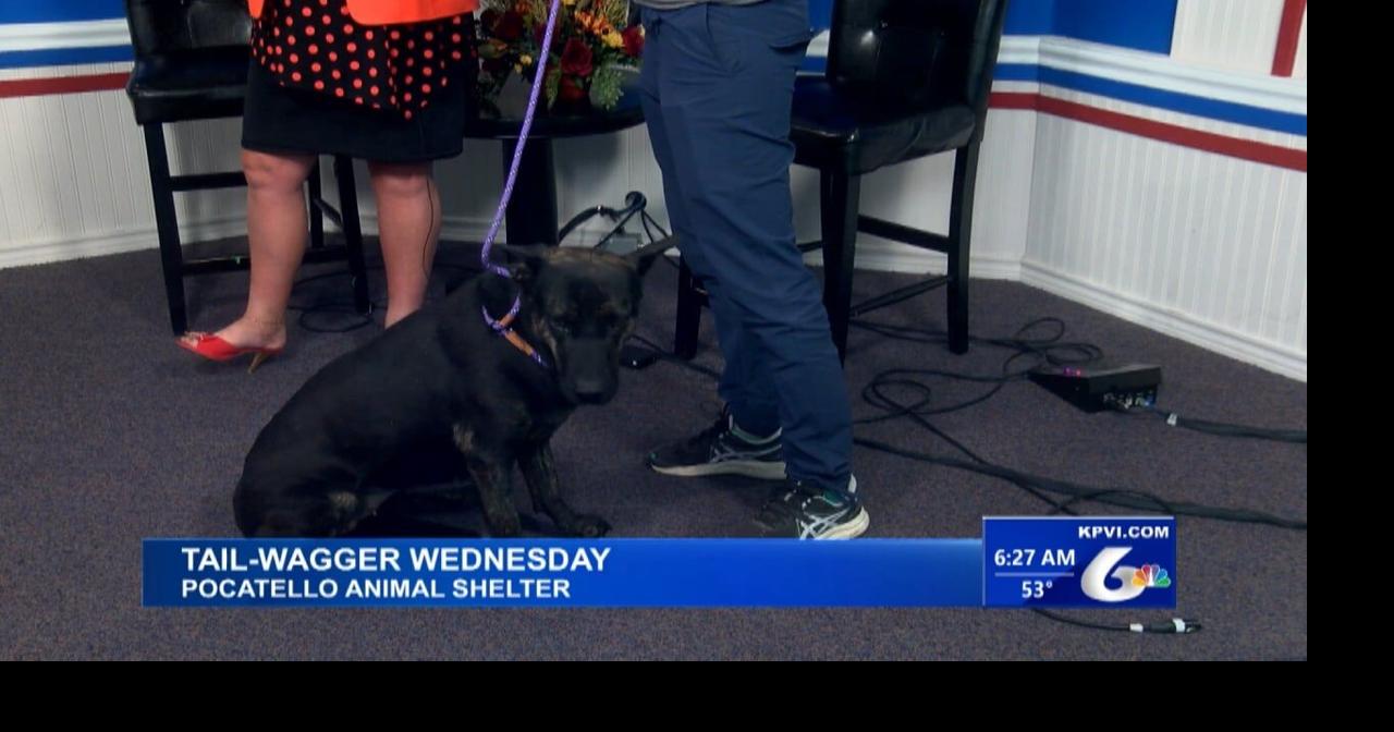 Meadow Debuts on Tail-Wagger Wednesday | Local News | kpvi.com