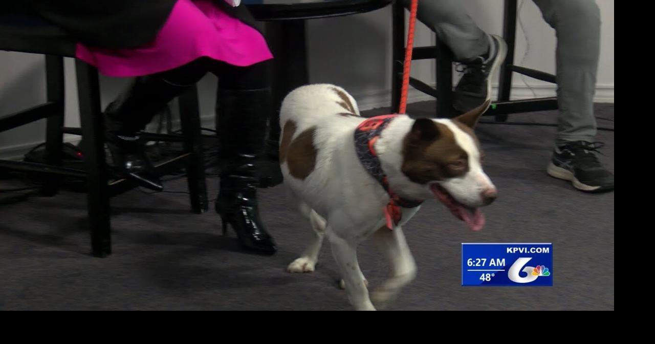 Tail-Wagger Wednesday Debut's Harly | Local News | kpvi.com