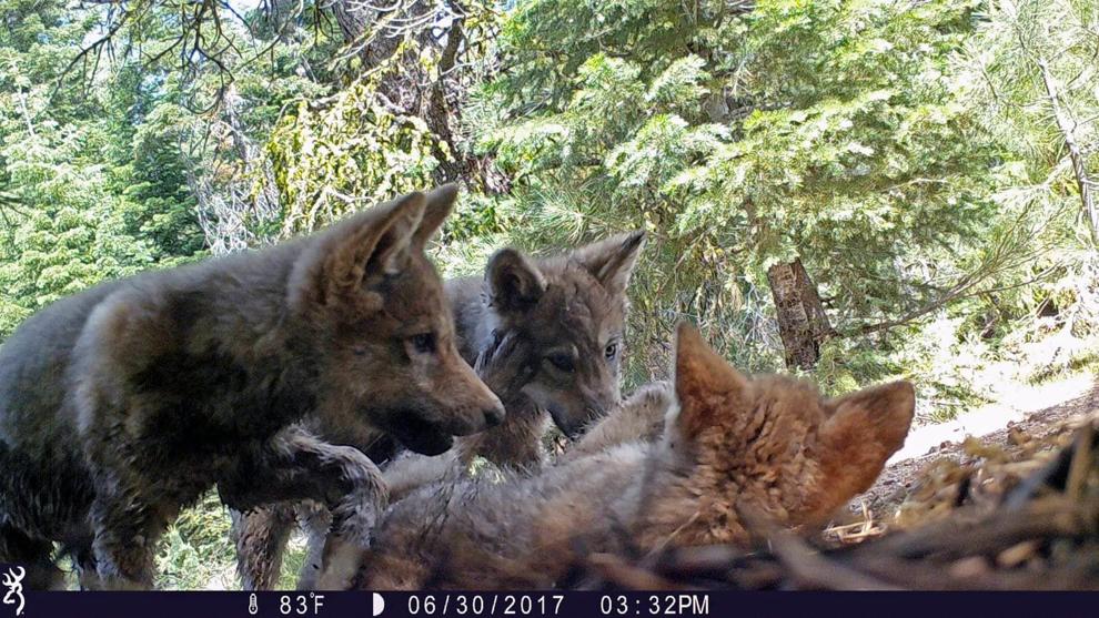 Idaho Senate approves bill to kill 90 percent of wolves in Idaho ...