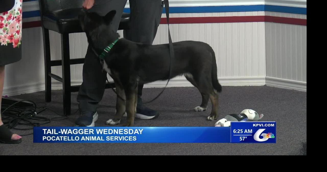 Tail-Wagger Wednesday with Dexter | Local News | kpvi.com