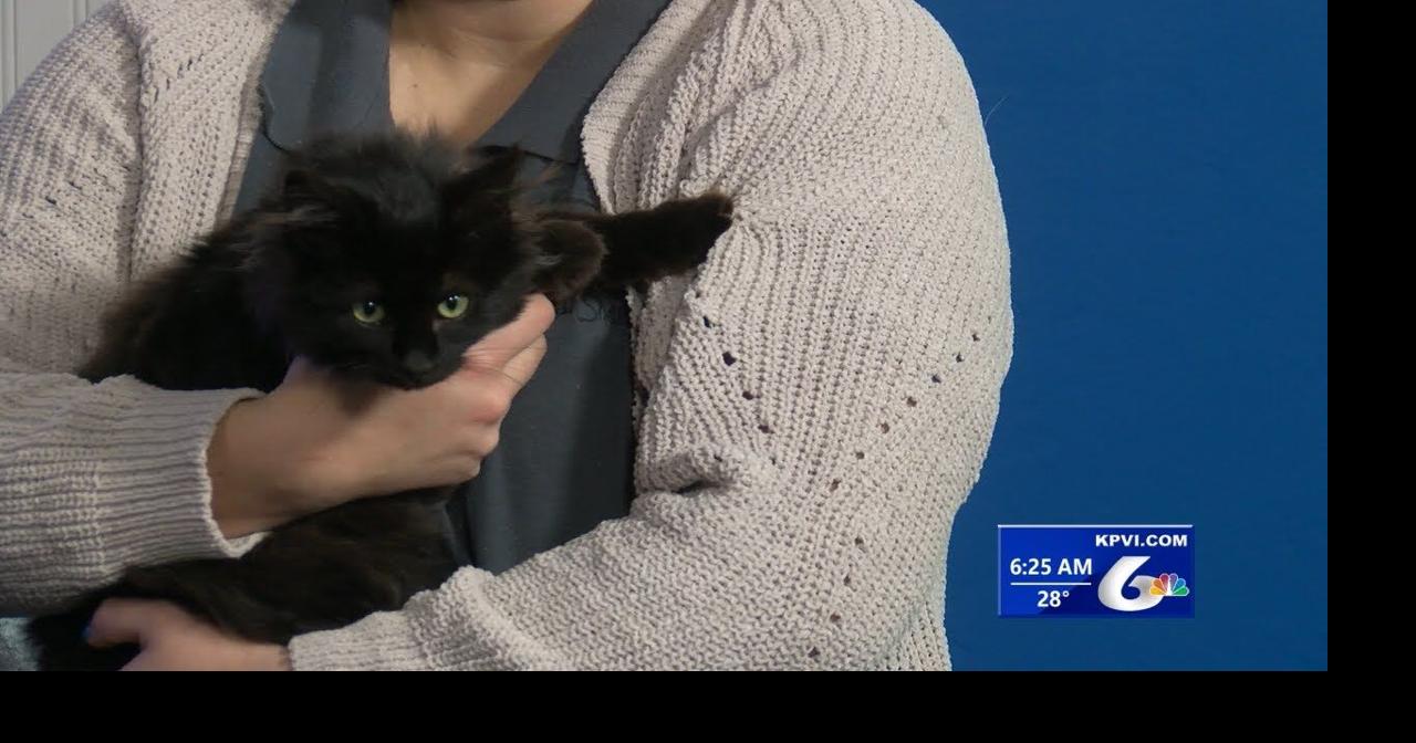 Tail-Wagger Wednesday January 4, 2023 | Local News | kpvi.com