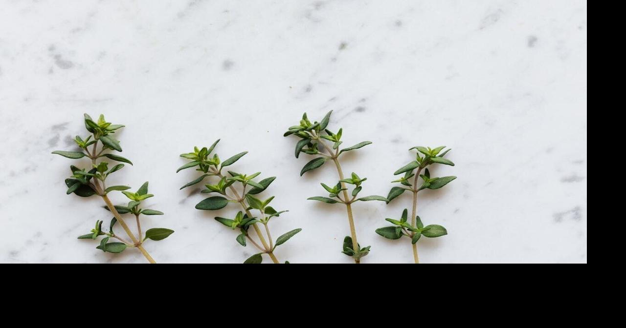 It’s about thyme? Scientists unlock herb’s healing power | Interests ...