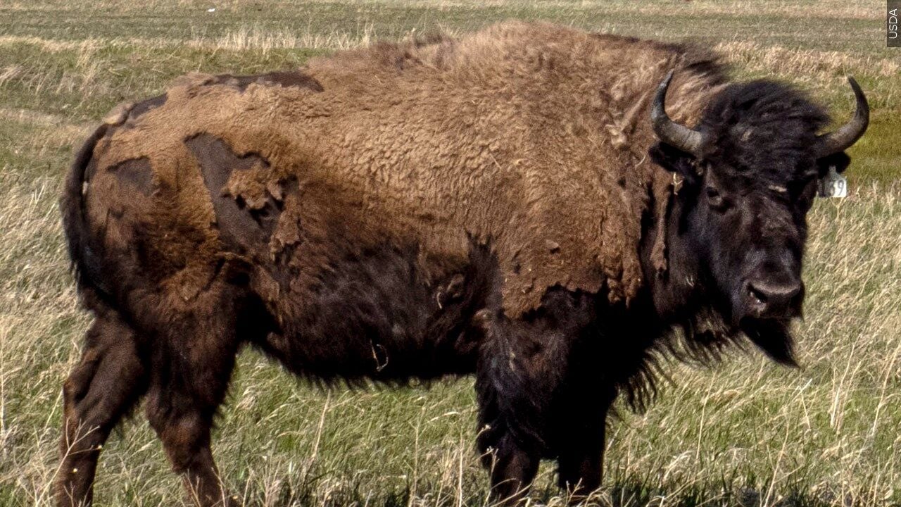 Man Gored by Bison in Yellowstone National Park | Local News | kpvi.com