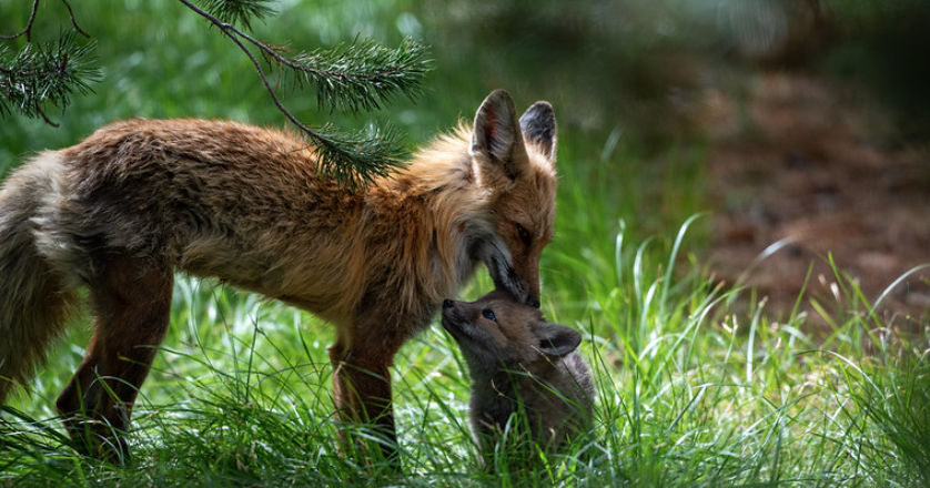 Grand Teton National Park | Weather Pix | kpvi.com