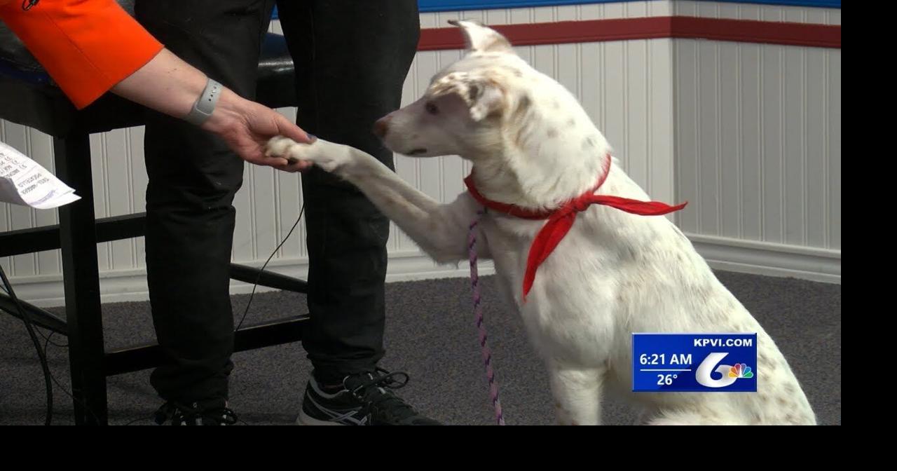 Tail-Wagger Wednesday April 19, 2023 | Local News | kpvi.com
