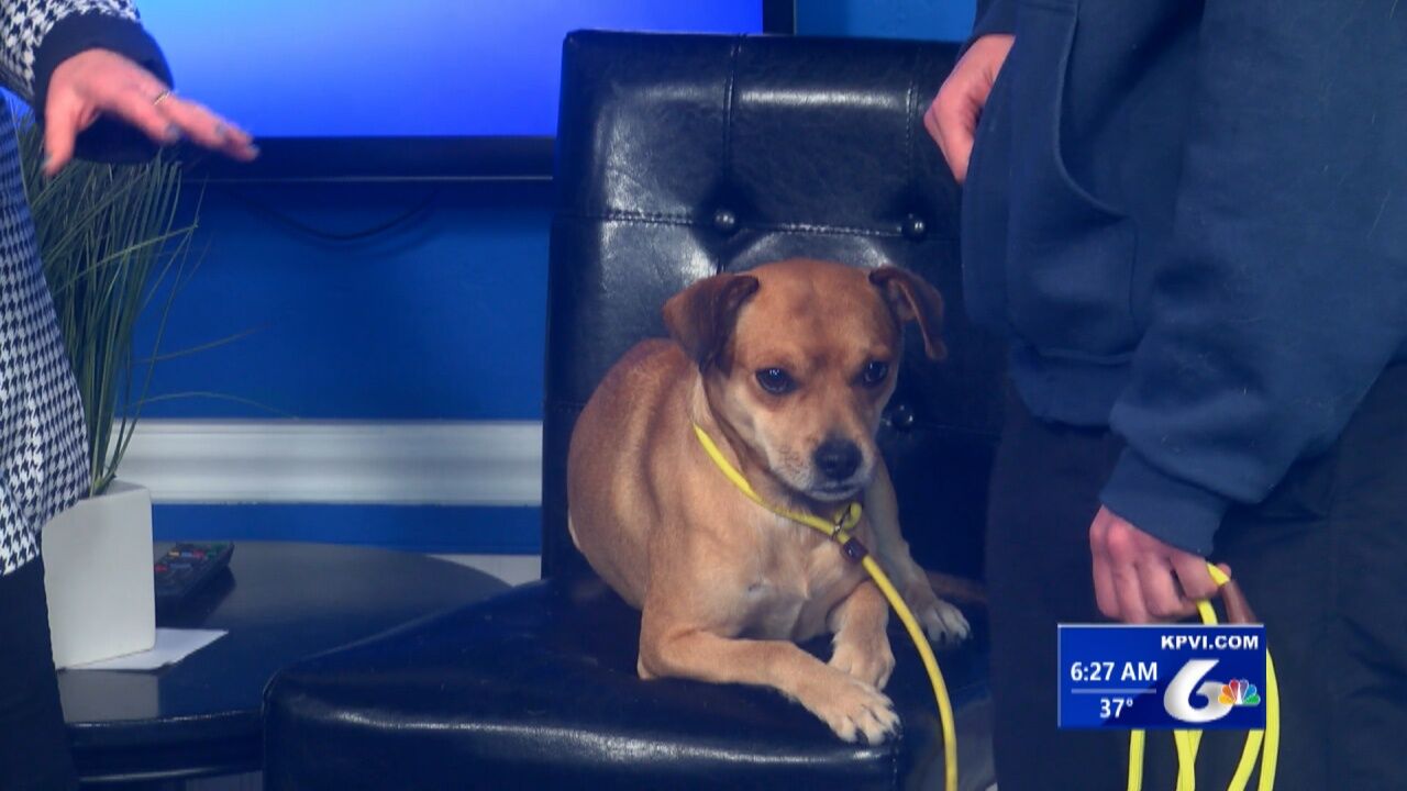 Local News | kpvi.com