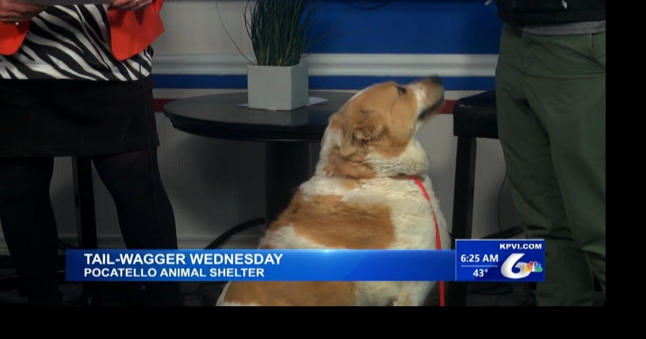 Chestnut Debuts On Tail-Wagger Wednesday | Local News | kpvi.com