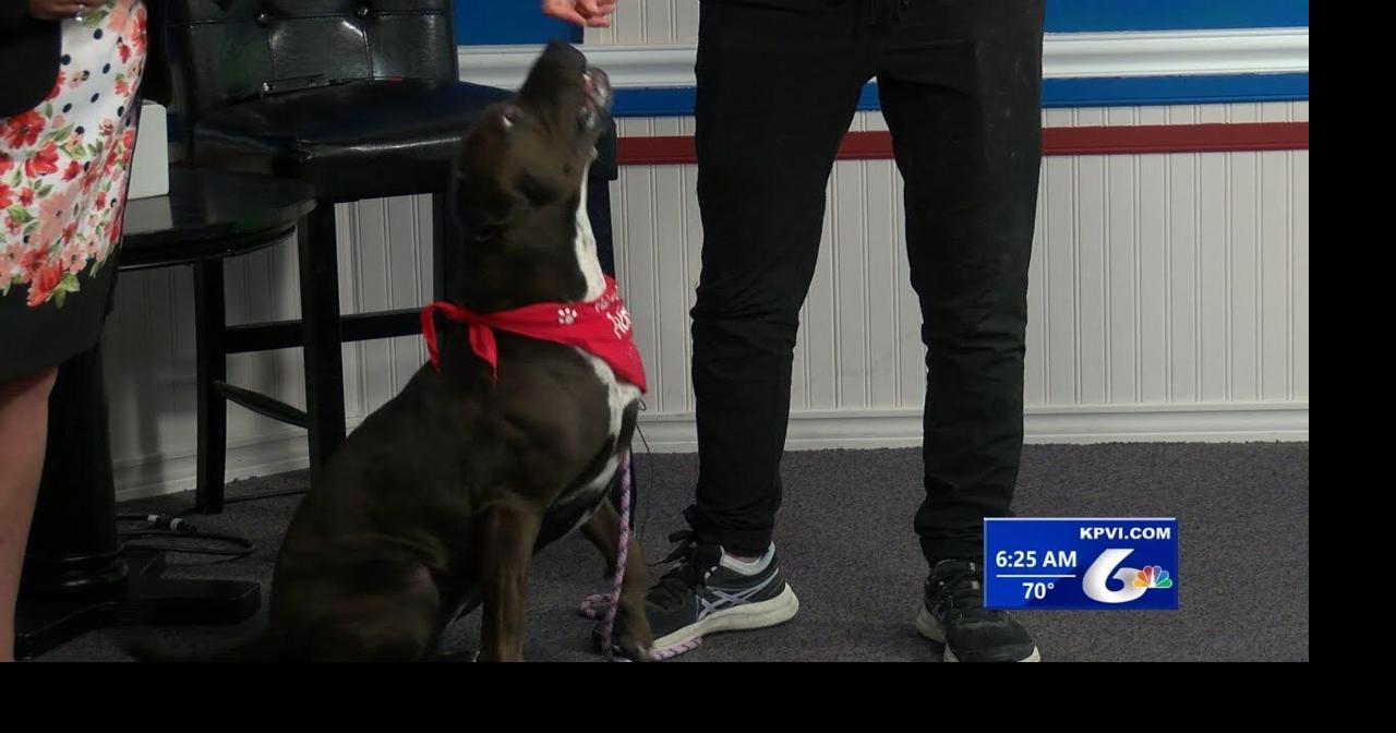 Tail-Wagger Wednesday 8-16-23 | Local News | kpvi.com