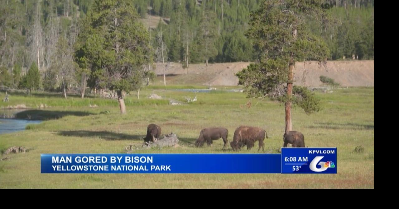A Bison Gored a Man in Yellowstone National Park | Local News | kpvi.com