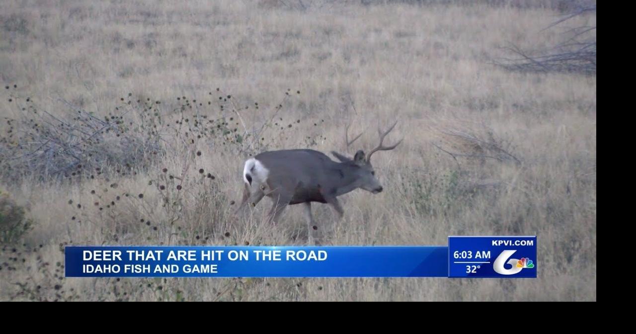 Fish & Game Tips for Deer Hit on Roads | Local News | kpvi.com