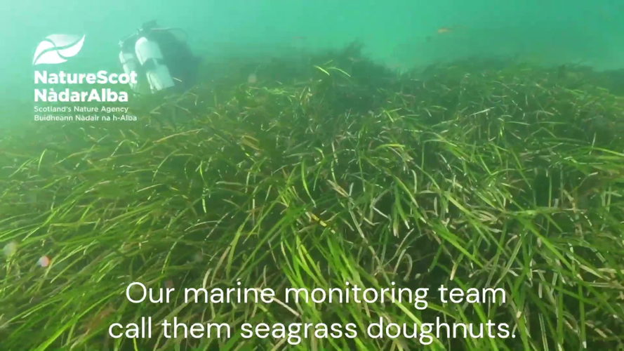 Seagrass ‘fairy circles’ captured for first time | Interests | kpvi.com