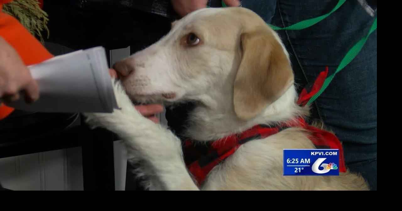 Tail-Wagger Wednesday December 7, 2022 | Local News | kpvi.com