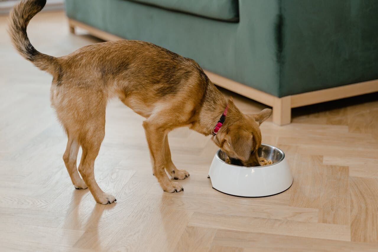 Does fancy dog food leave a larger carbon pawprint? | Interests | kpvi.com