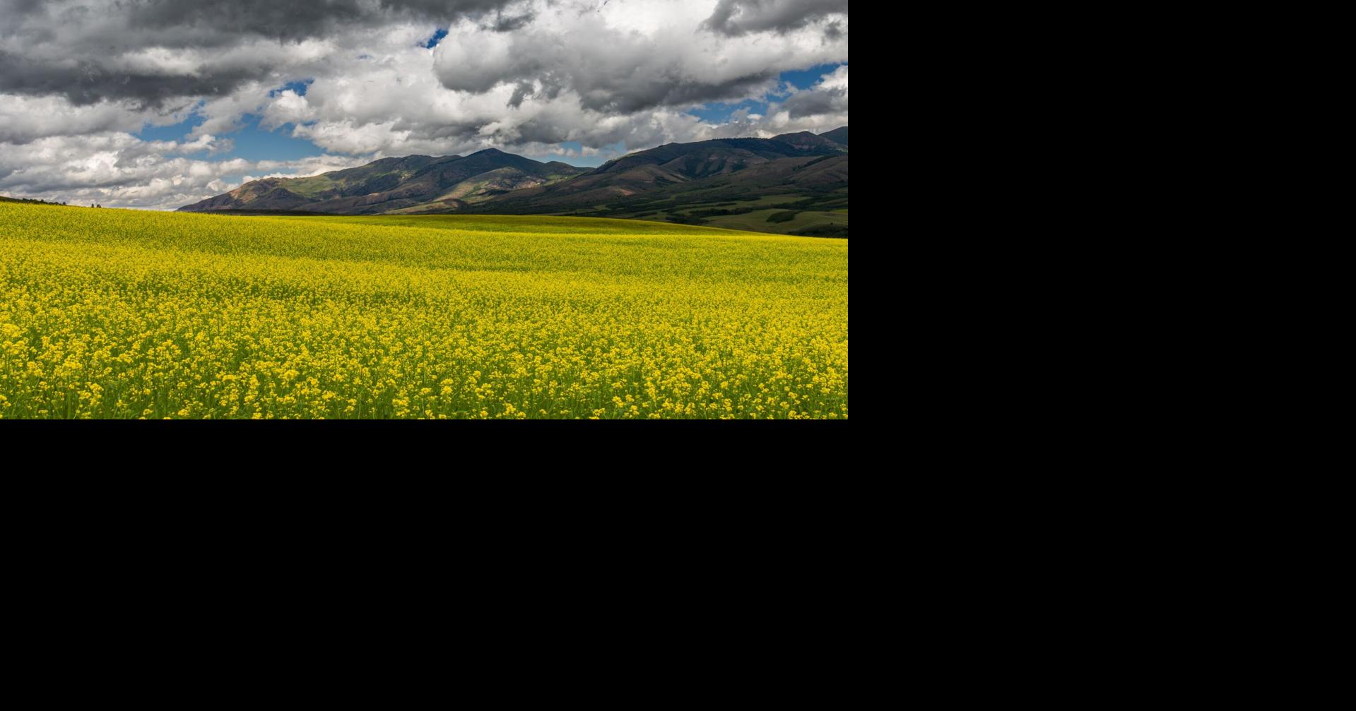 David Lovell - Near Pocatello (Hootowl Road) | Weather Pix | kpvi.com