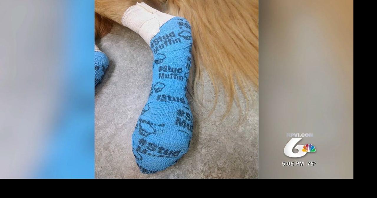 Viral photo of burned paws has vets reminding pet owners about the ...