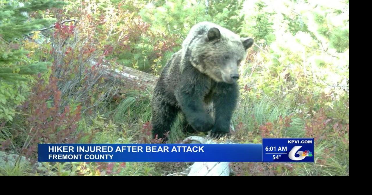 A Male Hiker in Fremont County was Injured After a Bear Attack | Local ...