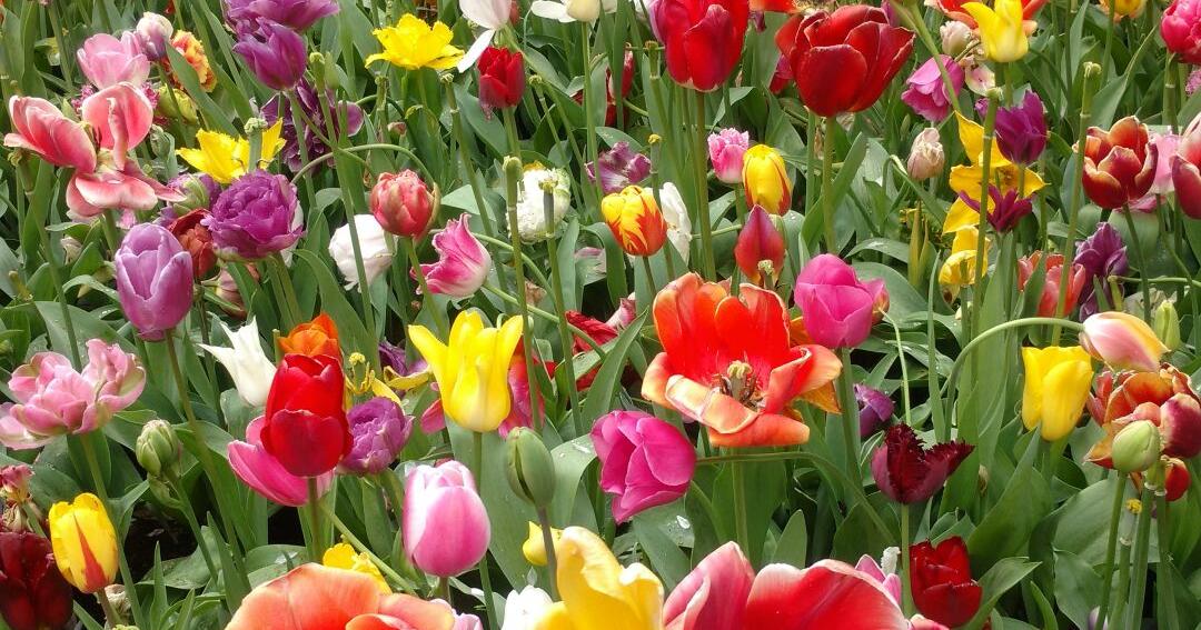 Stephen Feit - Netherlands | Weather Pix | kpvi.com