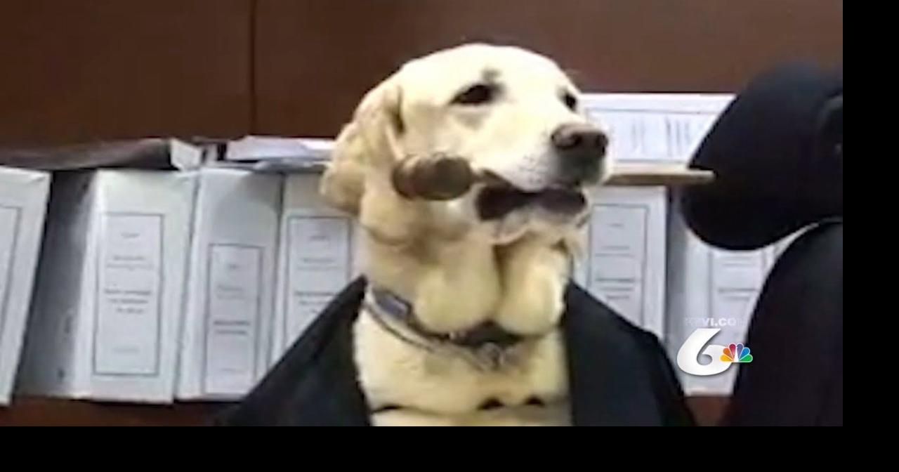 Bannock County Courthouse to get Assistance Dog | Local News | kpvi.com