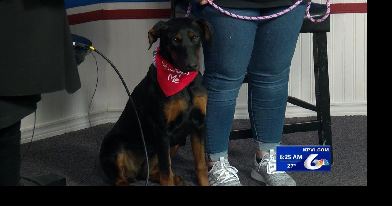 Tail-Wagger Wednesday 3-22-2023 | Local News | kpvi.com