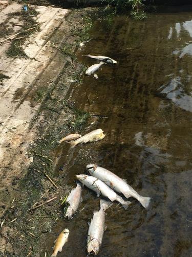 Fish kill at American Falls Dam due to low oxygen levels | Local News ...