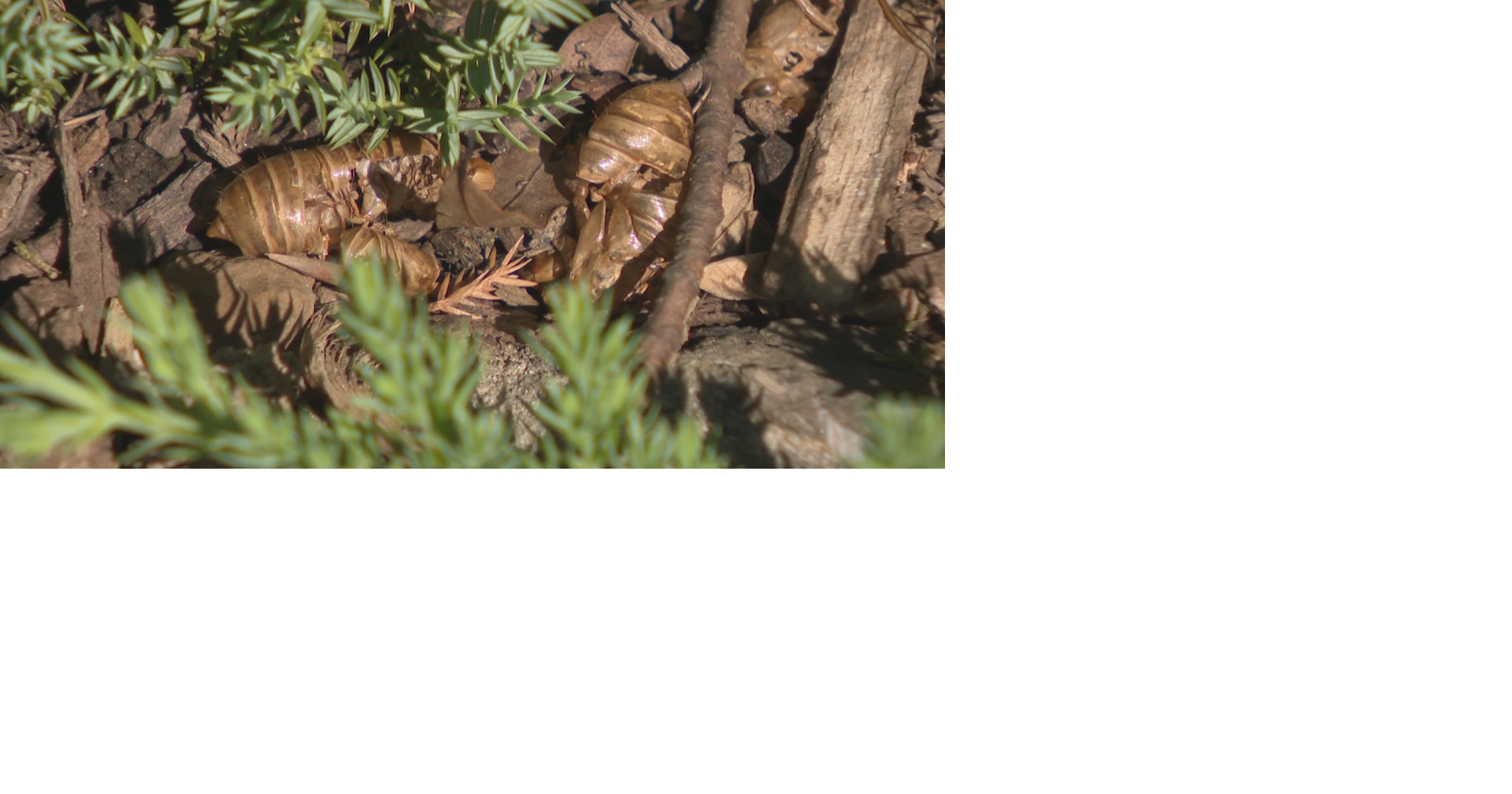 Two cicada broods emerging at the same time since the 1800s | News ...