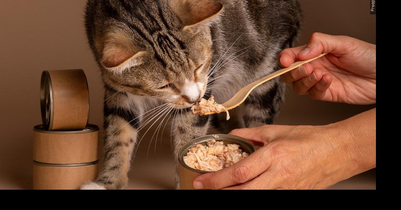Understanding Toxins Cats can Ingest | News | kq2.com