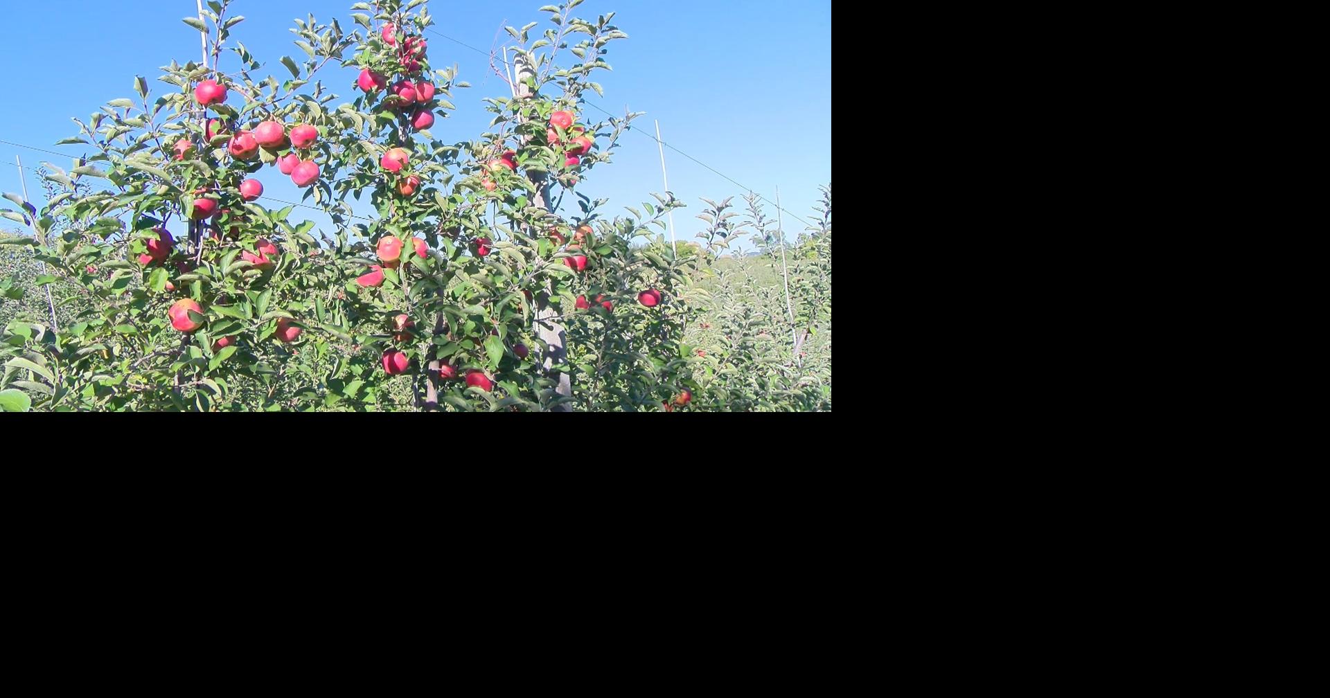 Weston Orchard and Vineyard holds Applefest in small town Weston | News ...