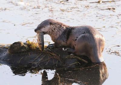 otter walking