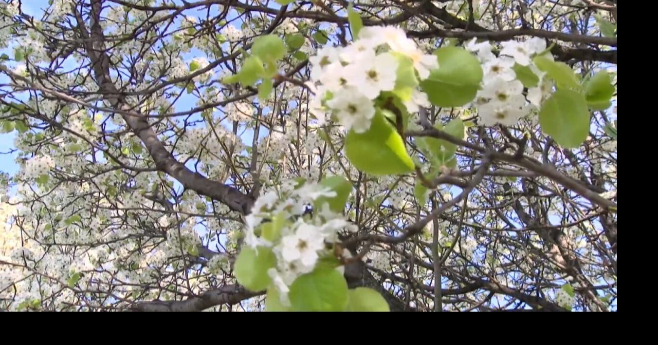 MO Dept. of Conservation warns of popular, highly invasive tree species ...