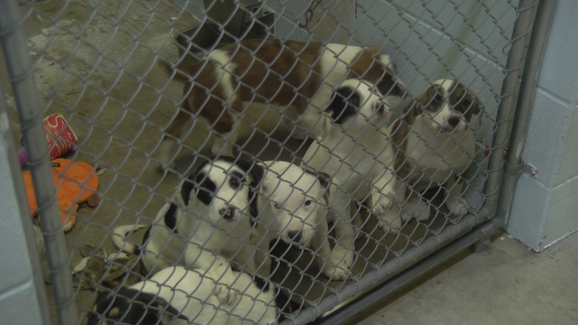 St. Joseph Animal Shelter becomes overcrowded after recovering 22 puppies | News | kq2.com
