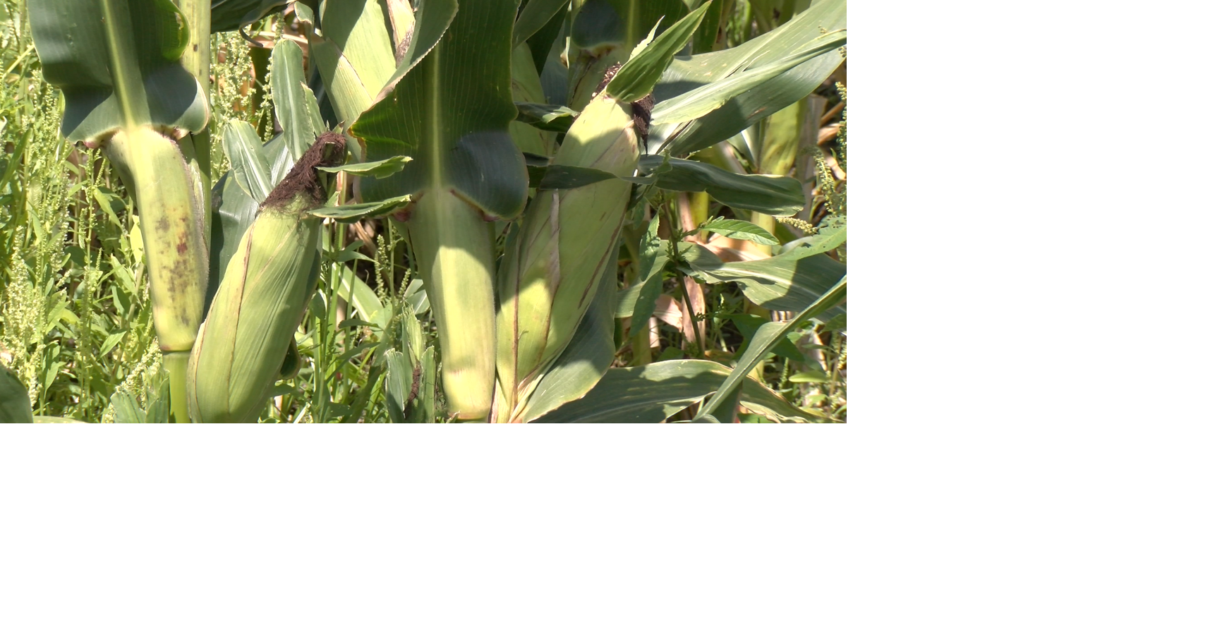 Explaining the phenomenon 'corn sweat' and how it's increasing humidity ...