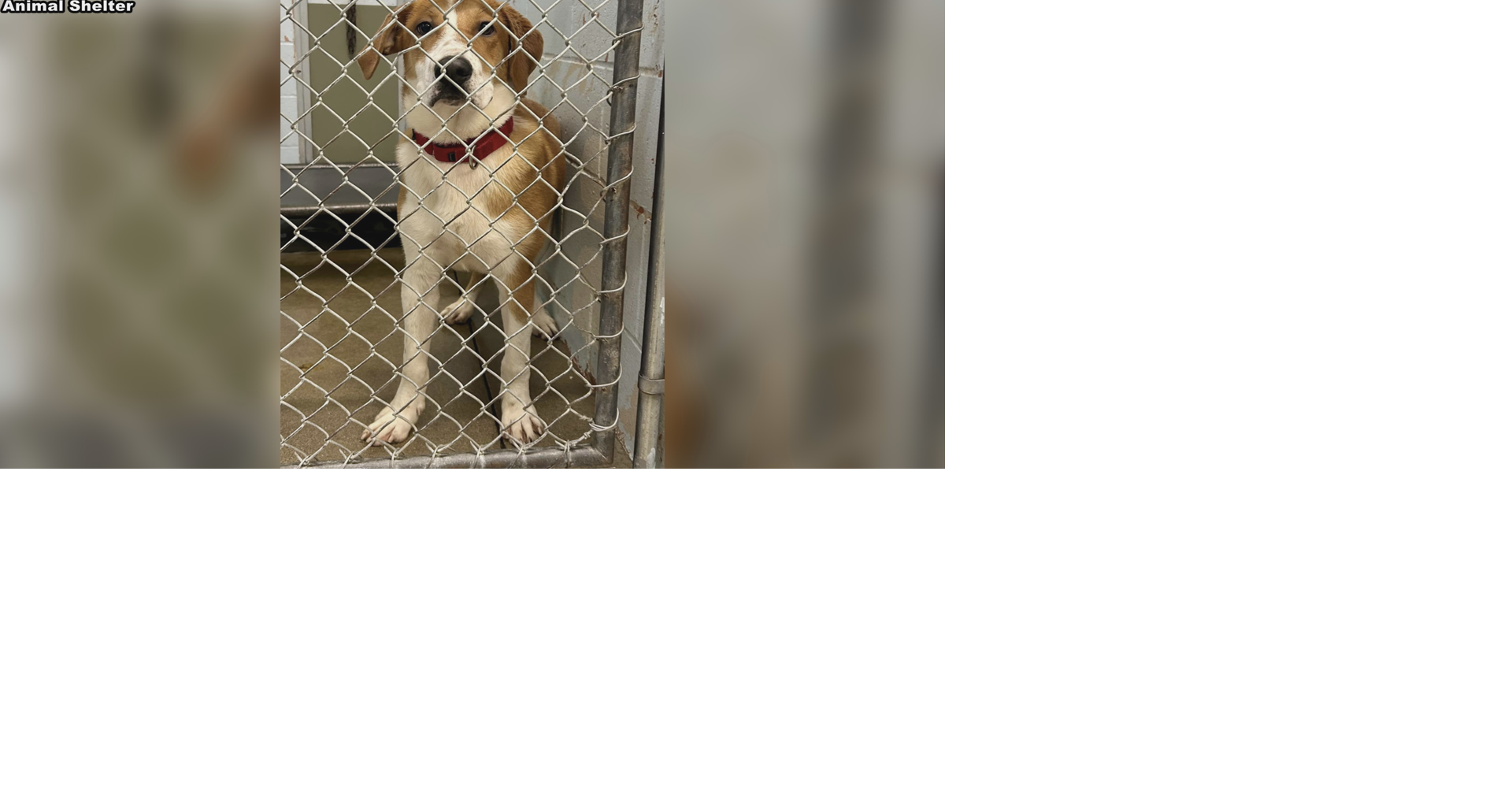 St. Joseph Animal Shelter facing emergency, dog kennels completely full ...