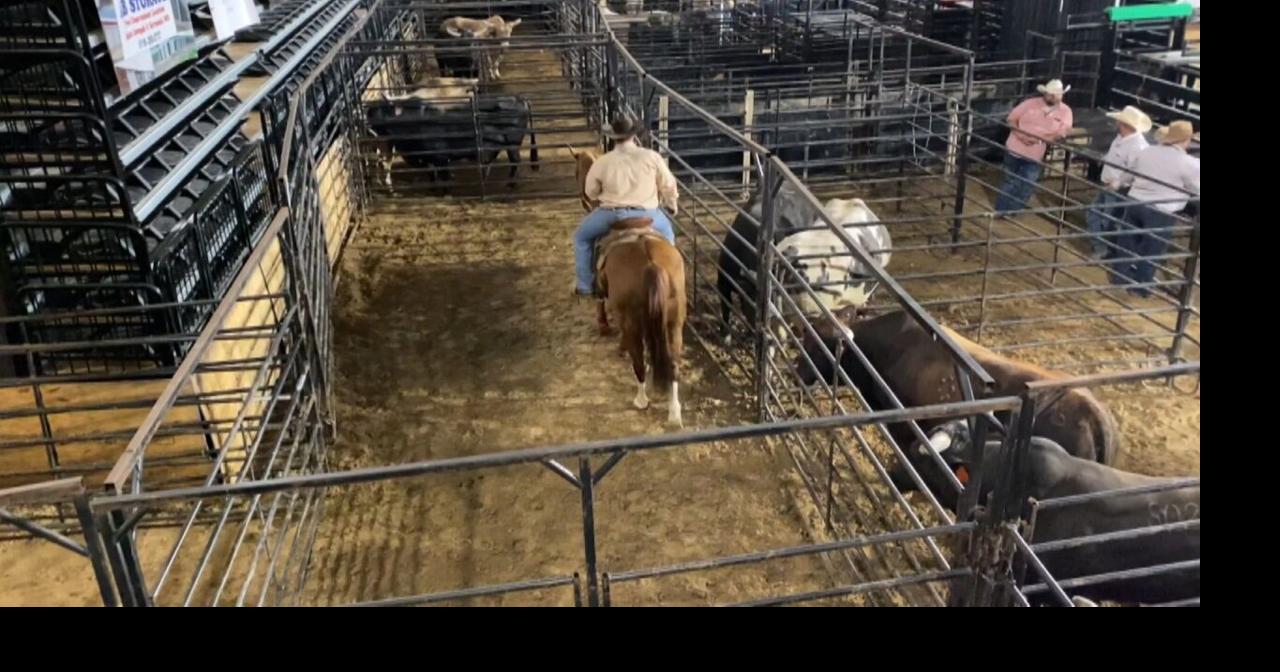 Amped Up Pro Bull Riding Tour returns to Civic Arena | Video | kq2.com