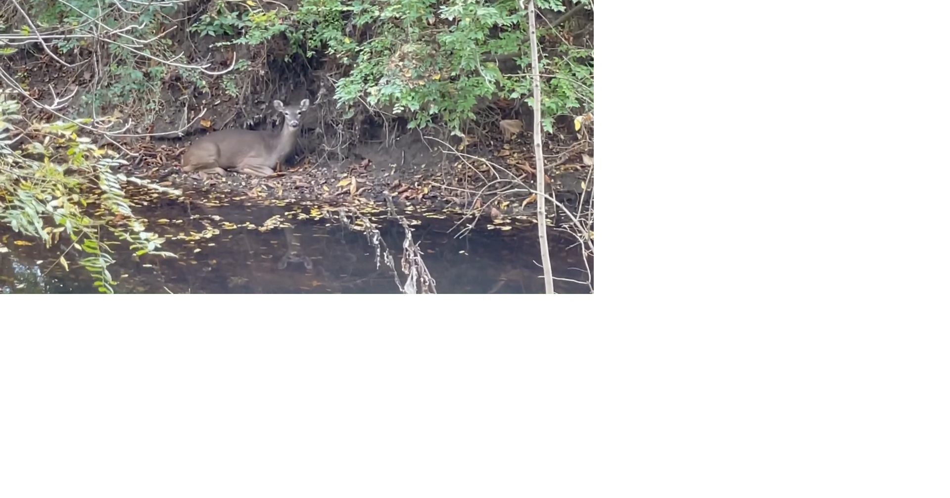 MDC sets deer, turkey hunting dates for 2025-2026 seasons | News | kq2.com