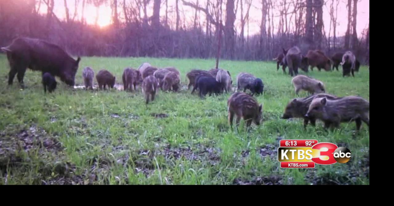 Herd of feral hogs damage upscale Shreveport neighborhood | ArkLaTex In ...