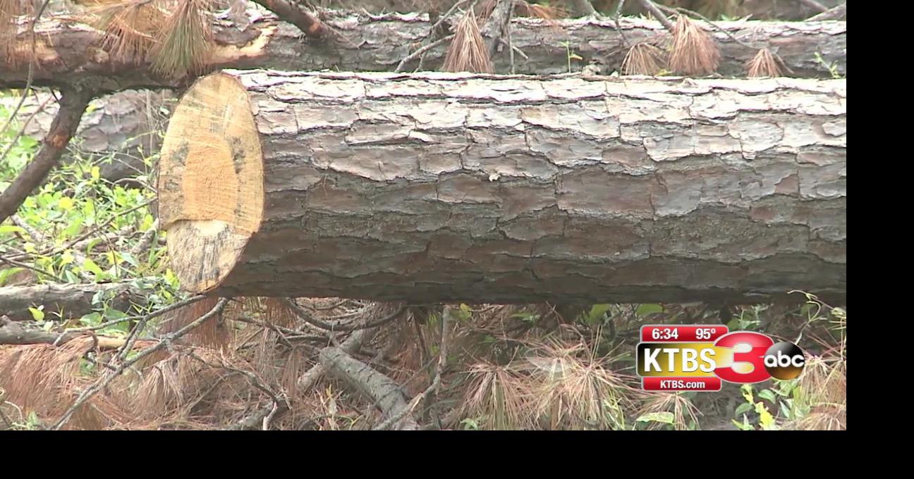Emergency salvage timber sale at Bayou Bodcau | News | ktbs.com