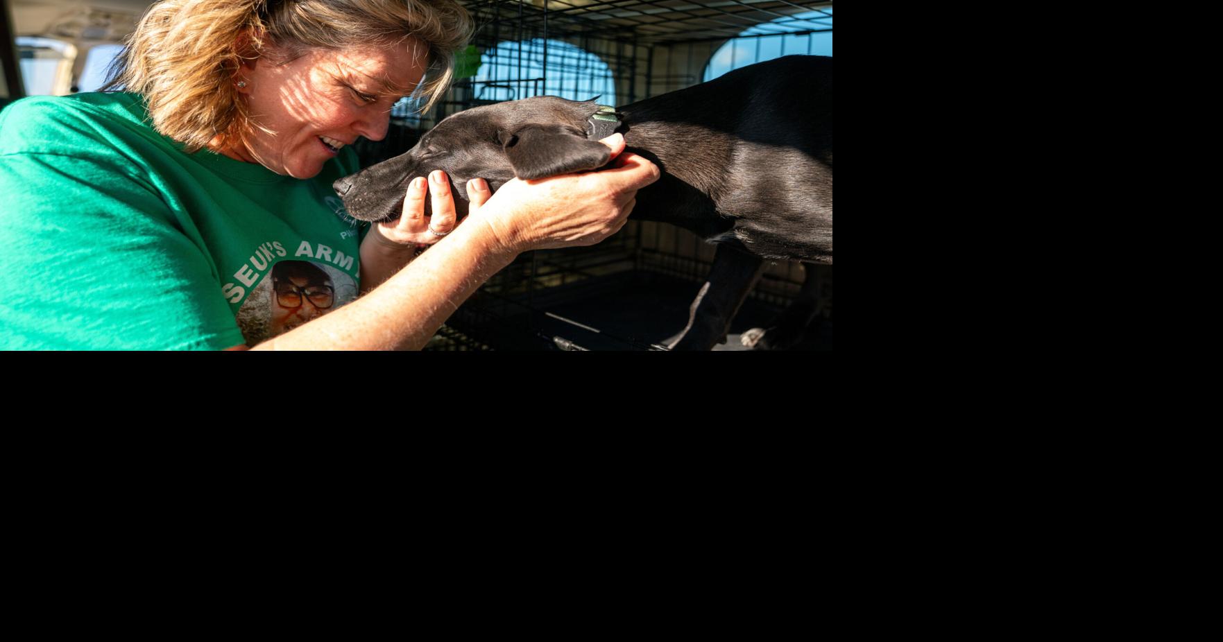 How Seuk Kim's tragic plane crash built a volunteer army of pet ...