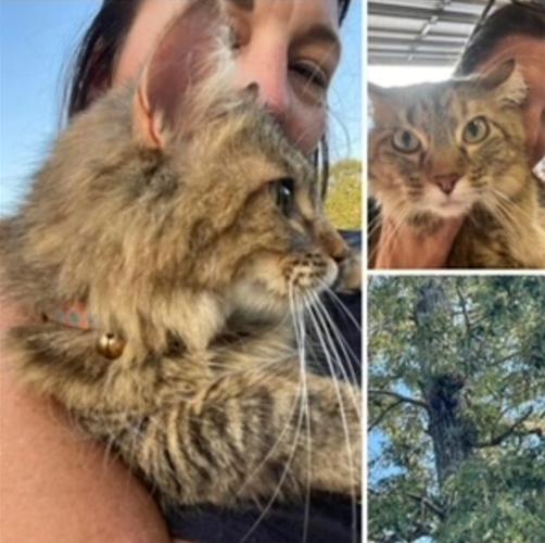 Cat-astrophe averted when feline is rescued from Haughton tree ...