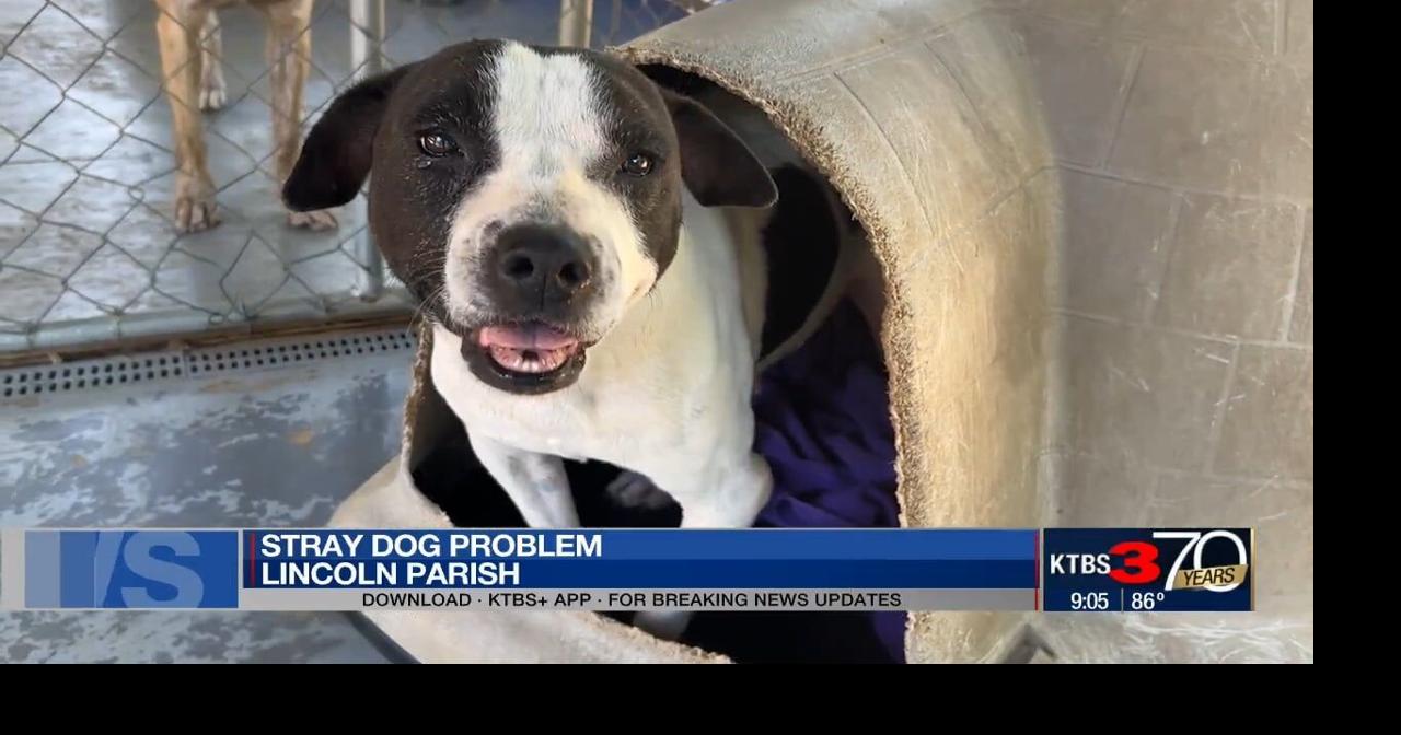 Abandoned pets leave couple with 21 dogs, 15 cats | News | ktbs.com
