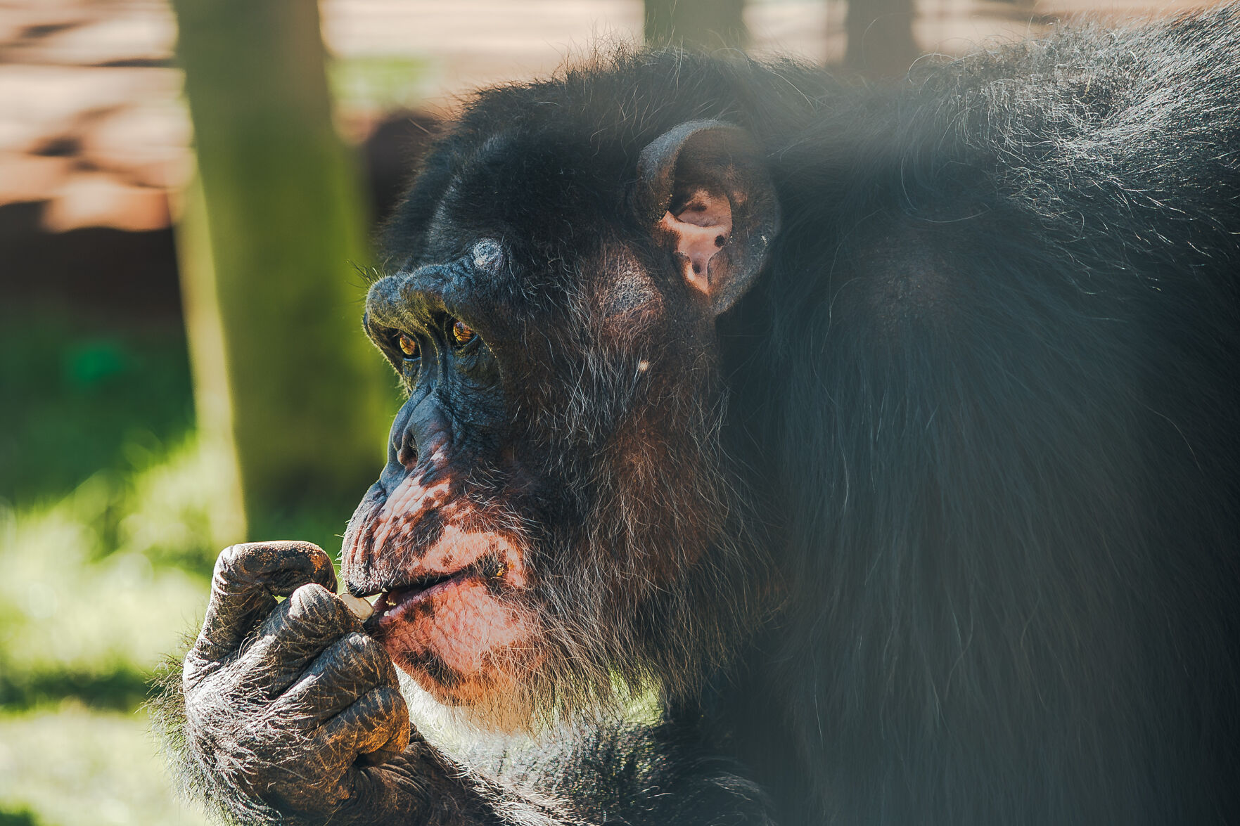 Chimp Haven welcomes first of Alamogordo Primate Facility chimps | News ...