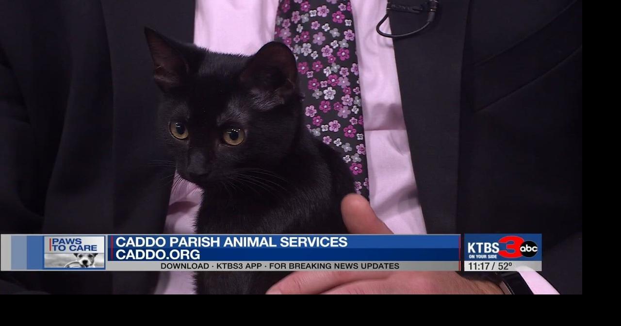 Paws To Care: Caddo Parish Animal Services | Community | ktbs.com