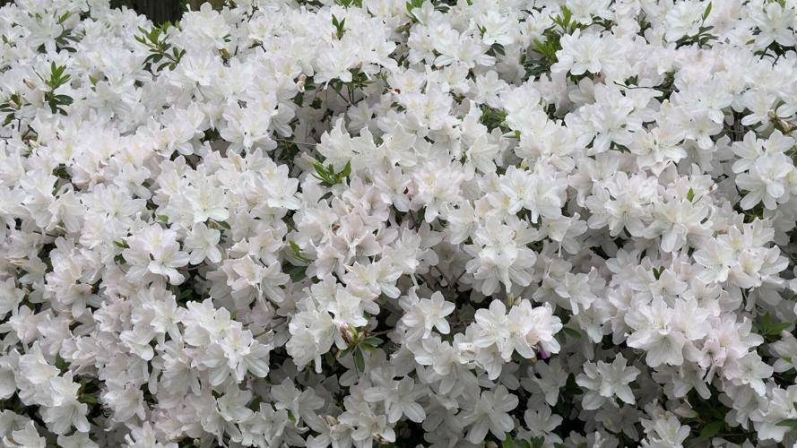 Expert shares azaleas pruning tips | Johnette’s Garden Club | ktbs.com