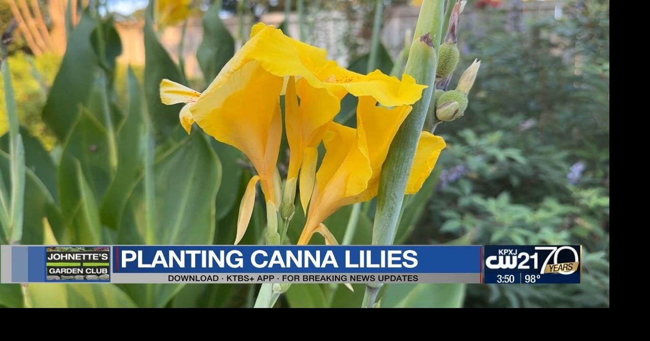 Growing cannas: Tips for stunning blooms all season | Johnette’s Garden Club | ktbs.com
