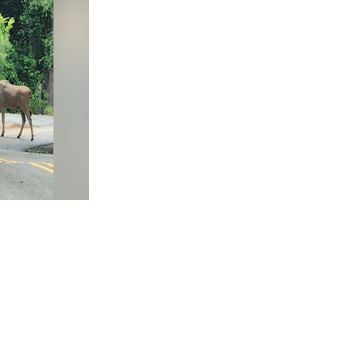 Exotic African antelope spotted roaming near Plain Dealing | News ...