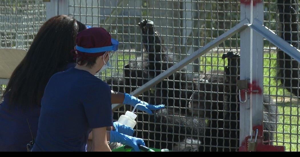 Behind the scenes at Chimp Haven's internship program | News | ktbs.com